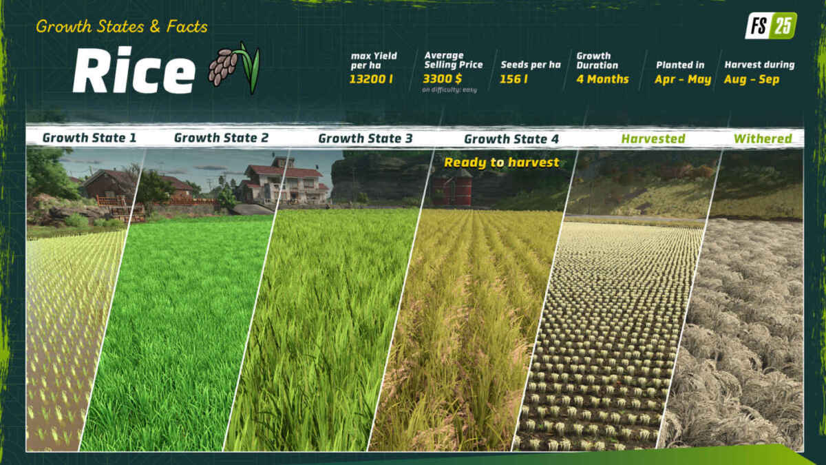 Complete Guide: Rice Cultivation on Farming Simulator 25