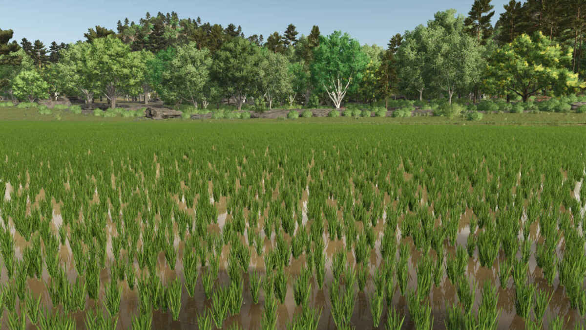 Complete Guide: Rice Cultivation on Farming Simulator 25
