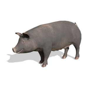 Pigs in Farming Simulator 25